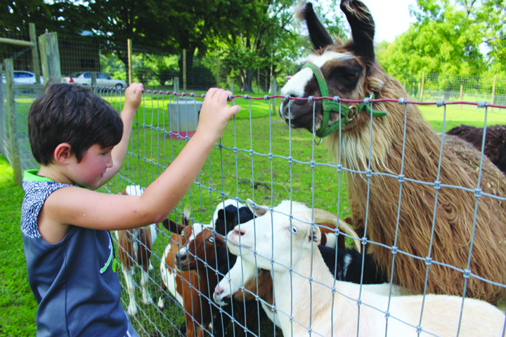 New animal petting farm opens in Wheat Ridge community | People’s Defender