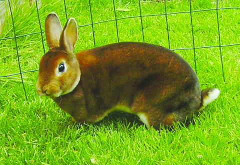 Revolution of Rabbits provides opportunity for Adams County youth ...