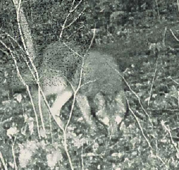 ODNR proposes permit to shoot coyotes | People's Defender