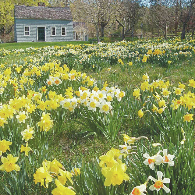 Plant bulbs soon for early spring color | People’s Defender