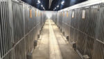 Dogs moved to new Dog and Kennel Shelter | People’s Defender